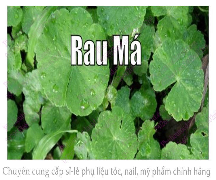 Tìm hiểu về cây rau má và những công dụng của rau má